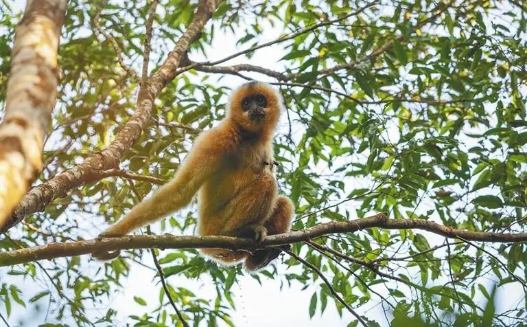 Primates Talking Primates: Ape Experts Meet in Hainan